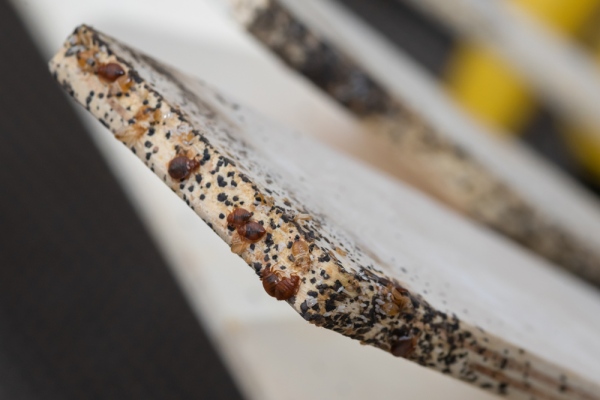 Stjenice - Saznajte kako utječu na ljude i kako ih istrijebiti